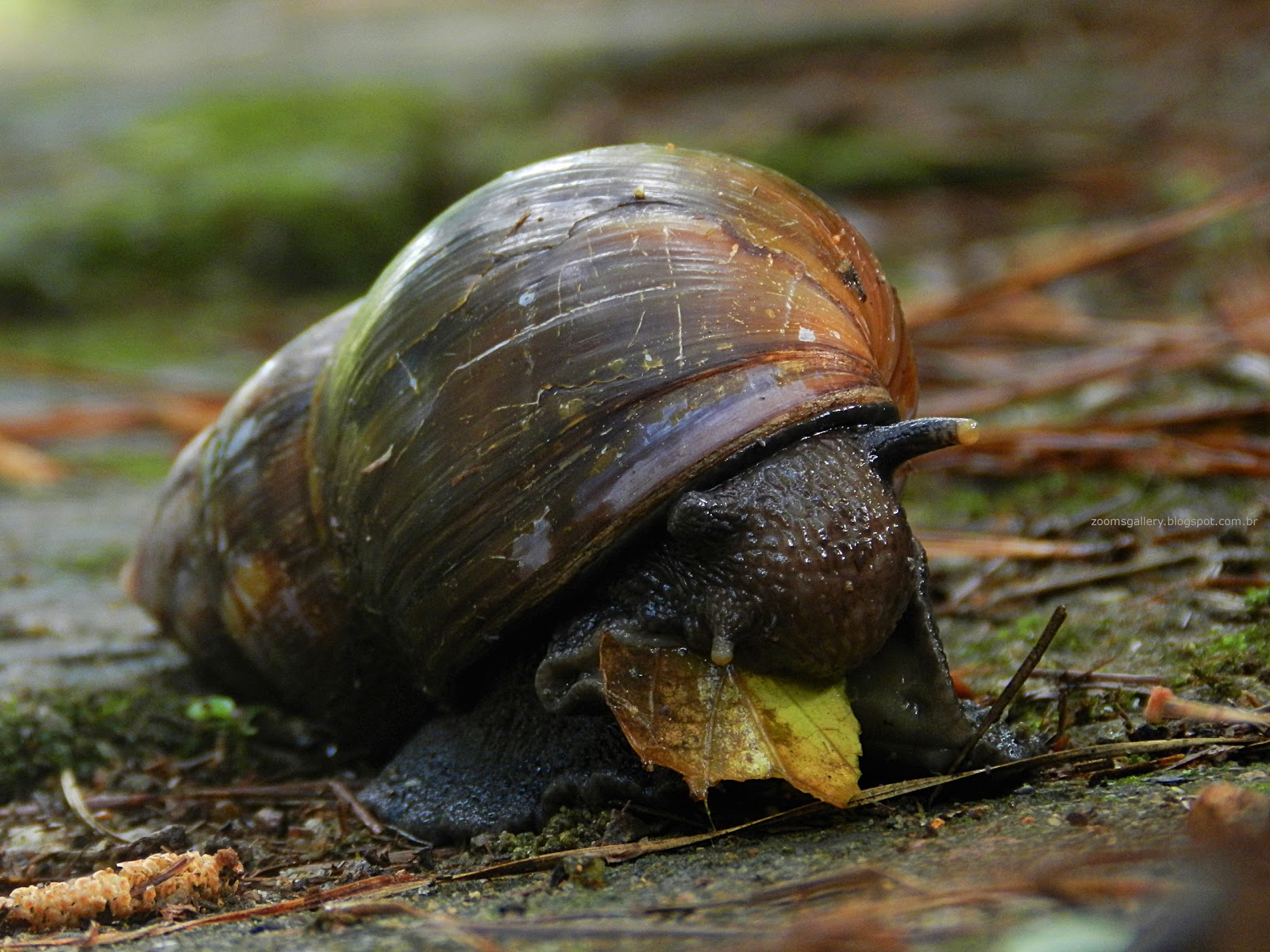 Zooms Gallery: Lesma