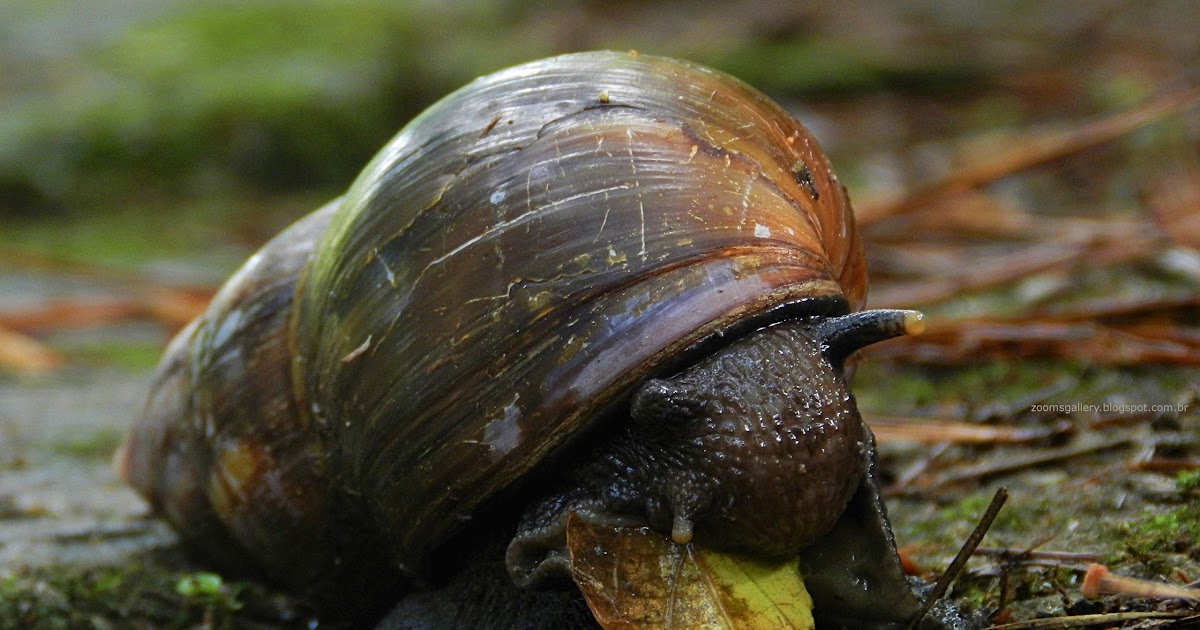 Zooms Gallery: Lesma