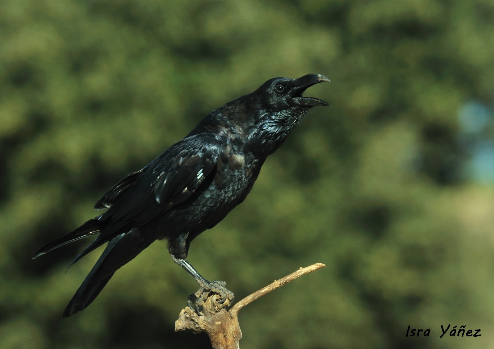 Naturaleza de Quintanilla del Agua (Burgos): Septiembre en "Las ...