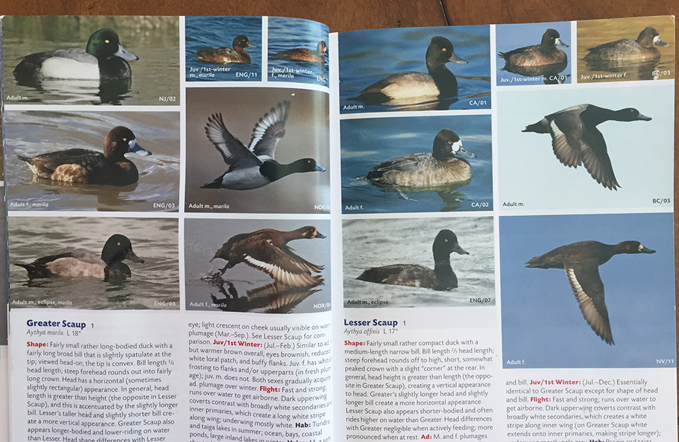 STOKES BIRDING BLOG: Lesser Scaup Identification