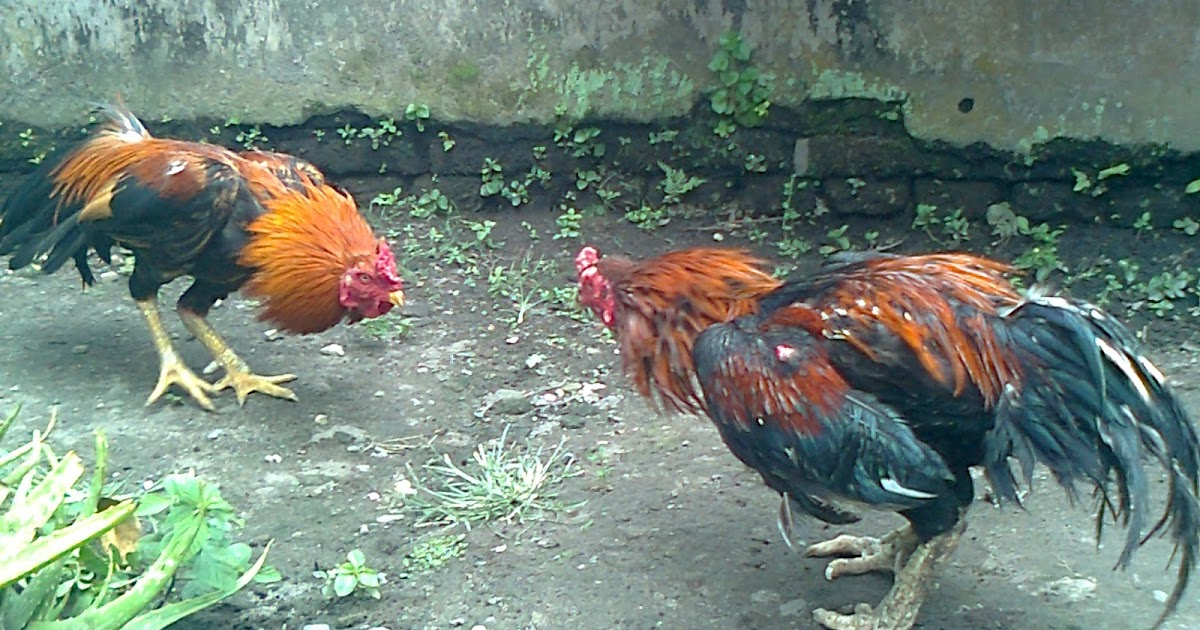 7 CARA CURANG DALAM ADU AYAM INI PERLU ANDA KETAHUI