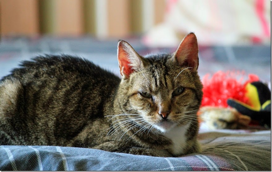 "The Panglossian Curmudgeon": Pictures from Wyoming - Bison, Elk ...