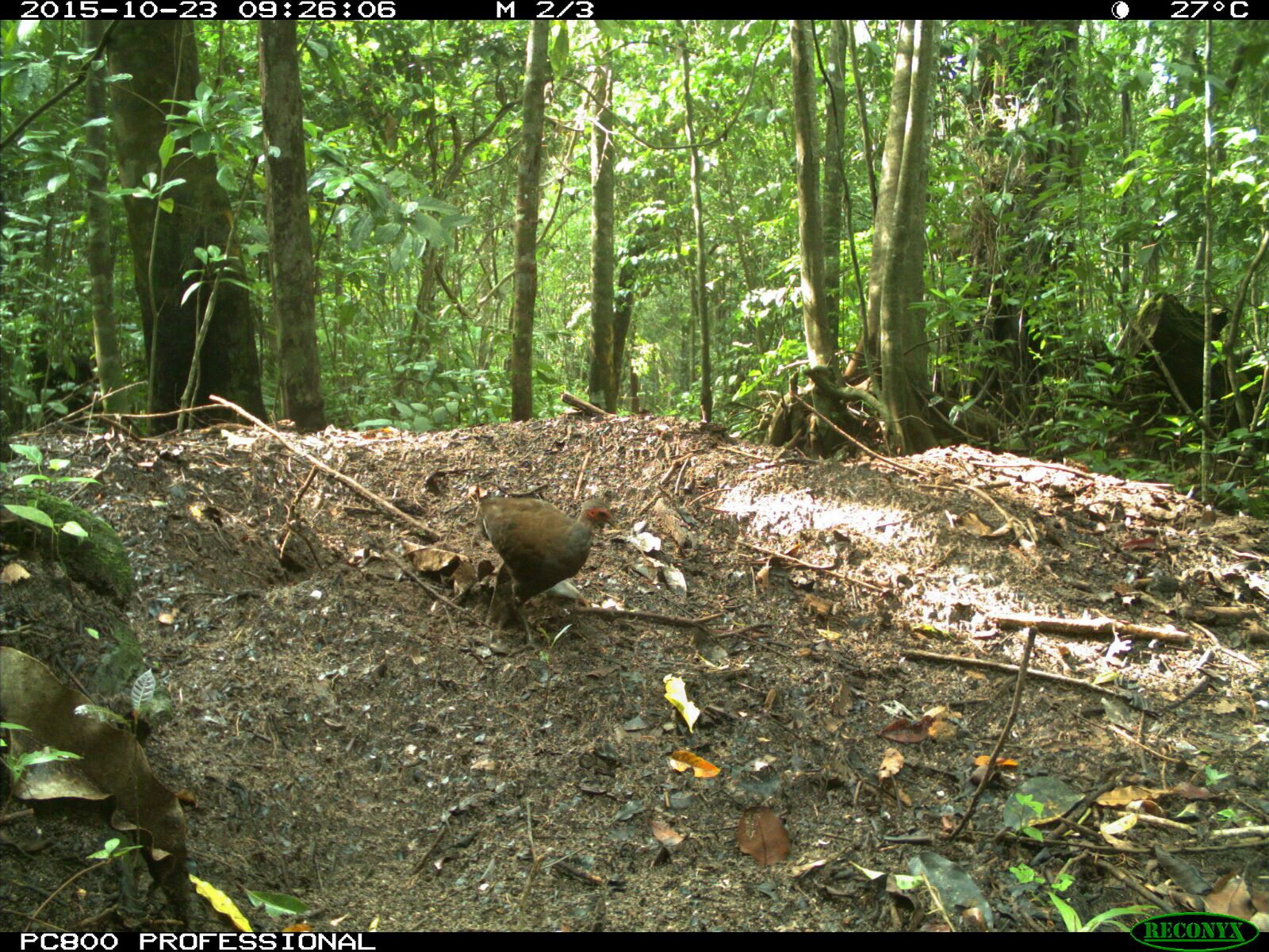 TRAVEL AND LEISURE IN BORNEO: MANTANANI ISLAND: In Search of the ...