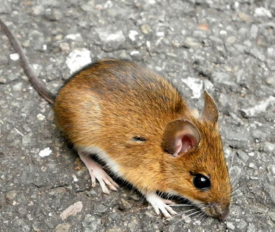 Synapsida: Small British Mammals: Field Mice