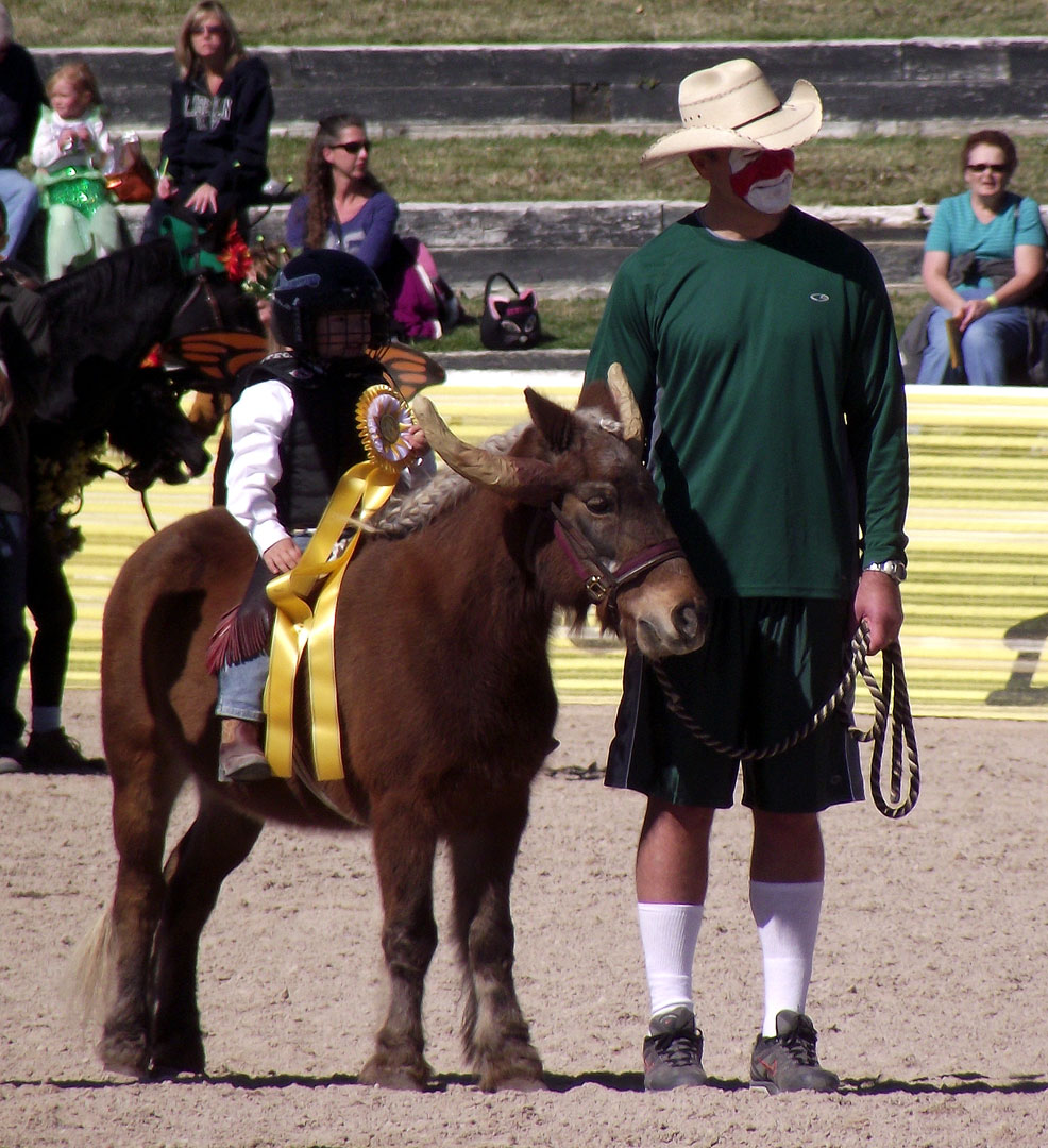 Horse Fancy Dress Ideas: American football?