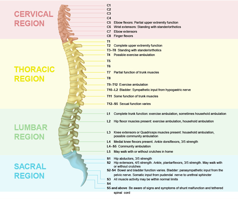 Need Info on Thoracic Lesions - BabyCenter