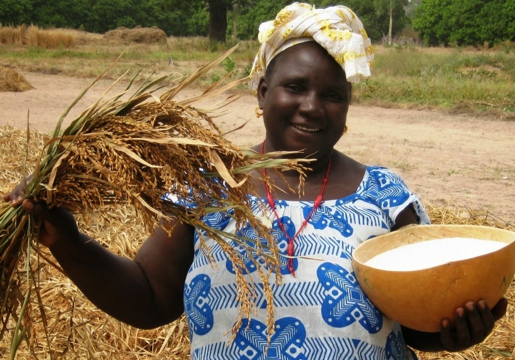 NERICA, Planting Rice in the Driest Regions of Sub-Saharan Africa
