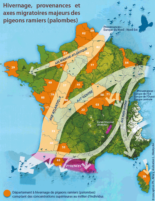 Rainette, le retour !: Paloumayres, Palombes et Palombières