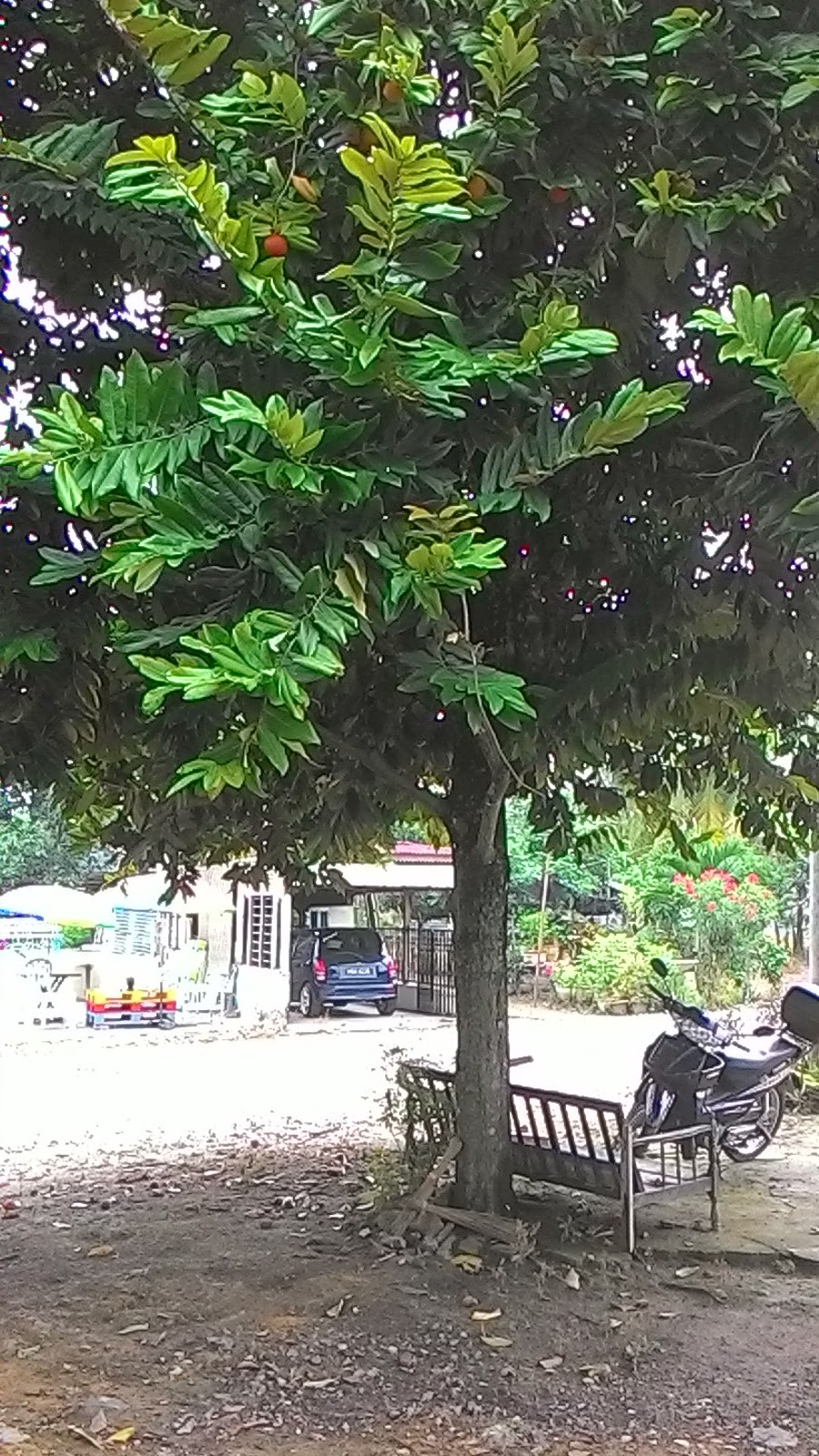 RosliThnin: Buah Mentega Ayer Merbau Melaka