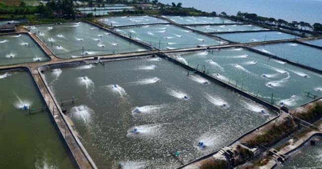 PT. Sinartech Multi Perkasa: Produk dan Jasa Konstruksi Tambak Murah di ...