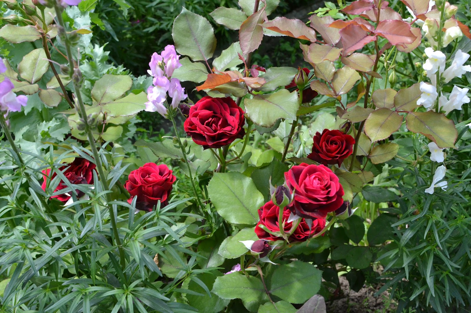 Retete gustoase si garnisite: Gradina mea