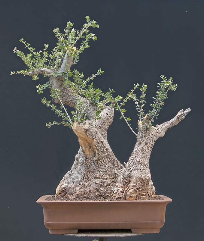 Walter Pall Bonsai Adventures: Mega-Sumo olive improved