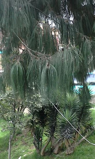 Pinus Patula : Árbol Pino Patula