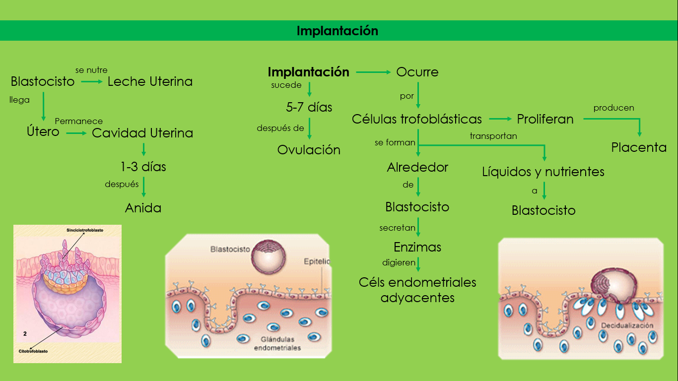 Fisiología Médica: Implantación