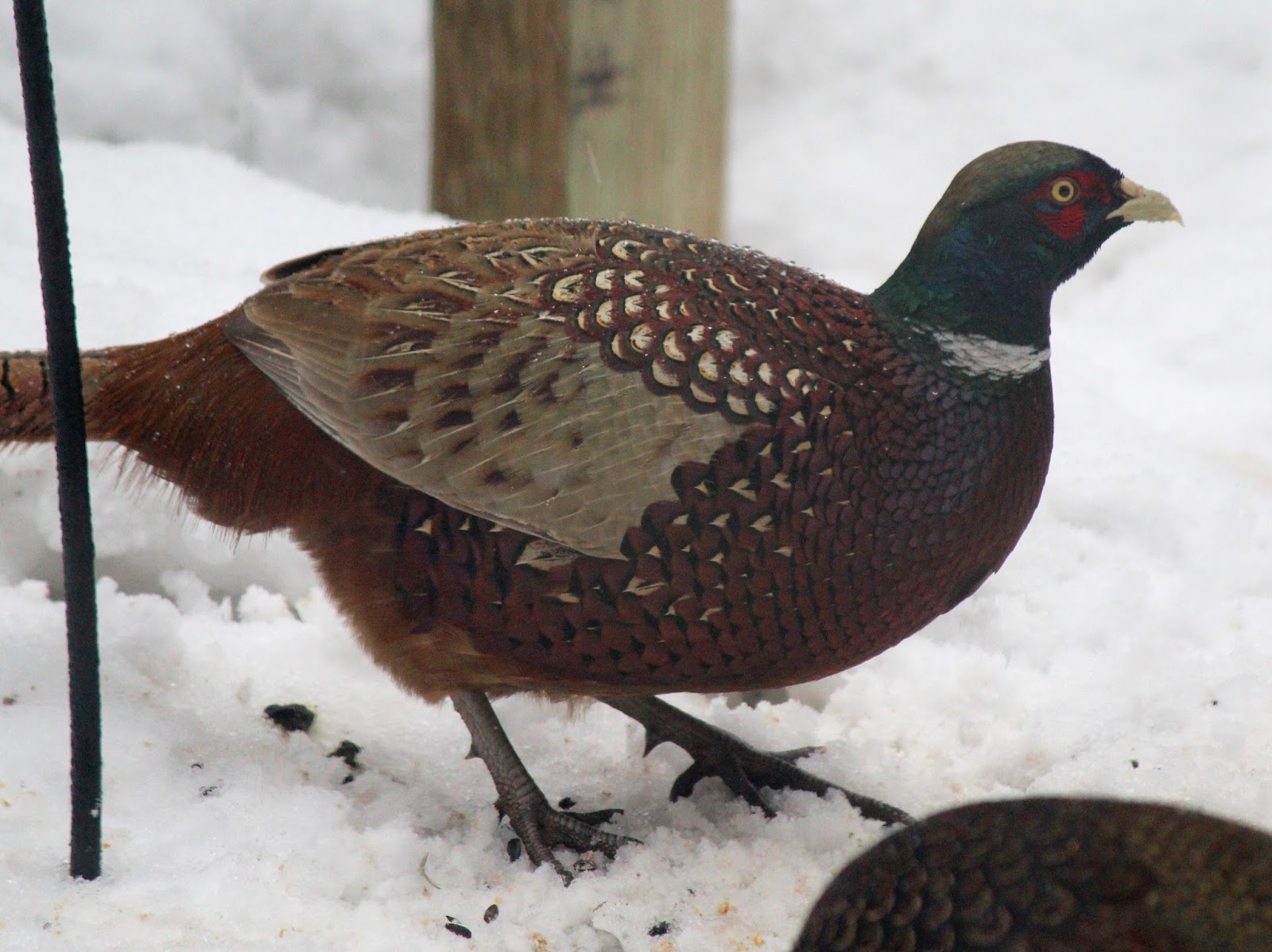 Dispatches from Can of Duck: Melanistic Pheasants