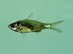 INDONESIAN FRESHWATER FISH COMMUNITY - IFFC: 49 Species of Family ...