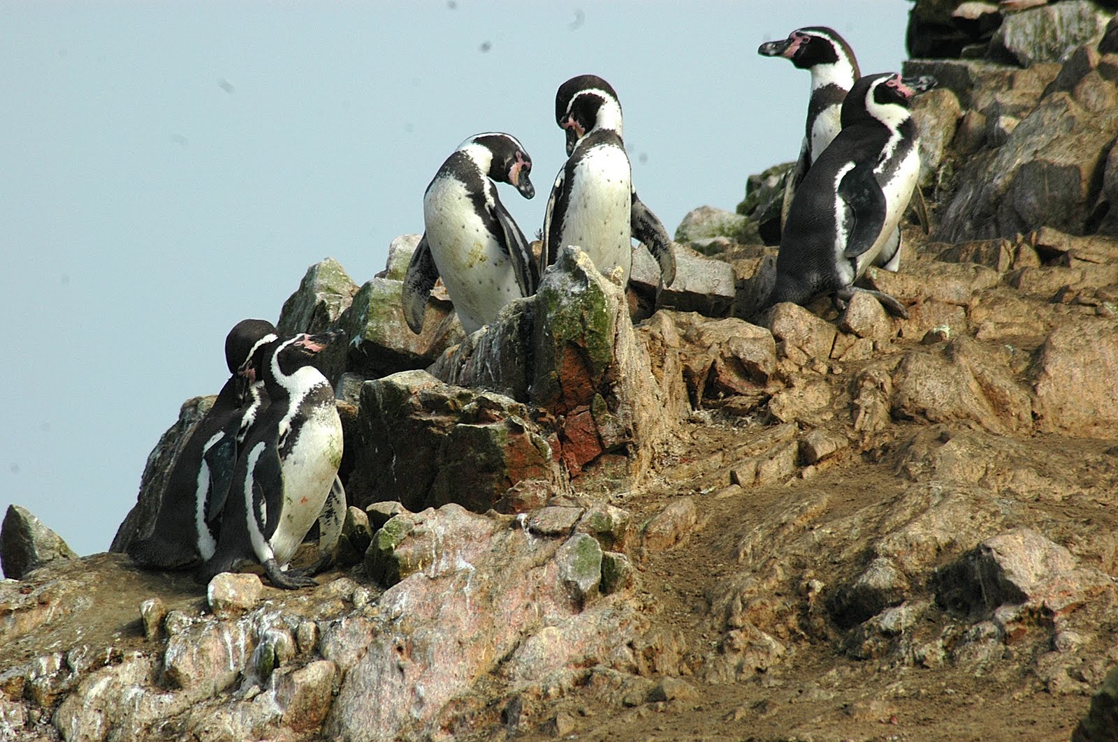 Taxonomía Chordata: Clase Aves Orden Sphenisciformes, Strigiformes ...