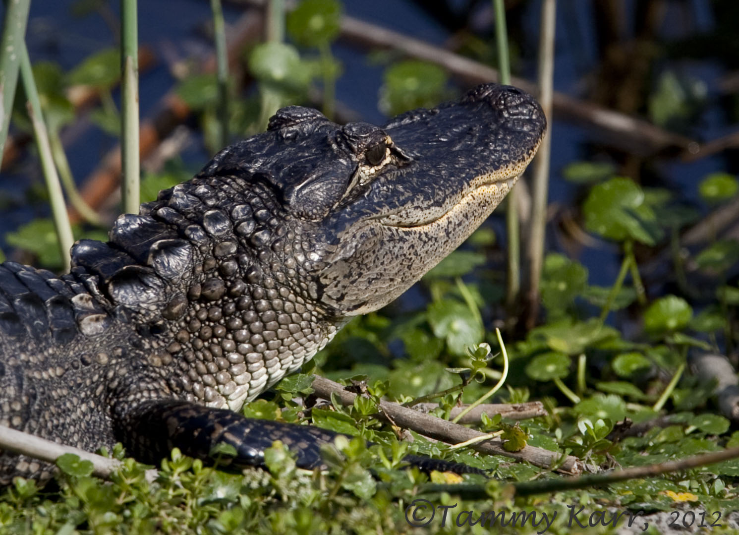 i heart florida birds: The Return of the Mate