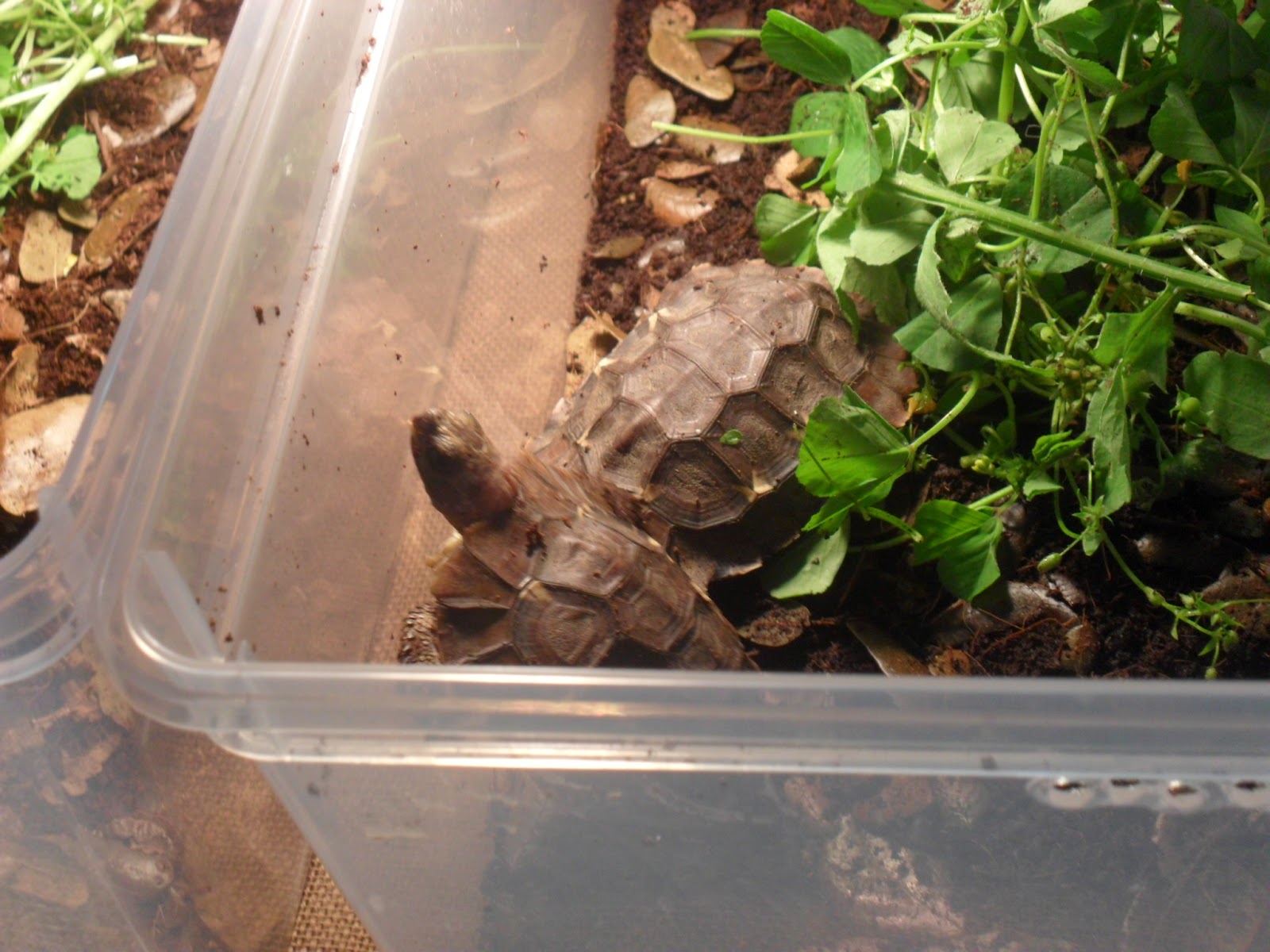 mondo dei rettili: Servizio fotografico della Mostra sui rettili