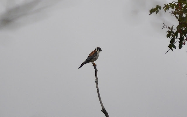 Woods Walks and Wildlife: Exploring Long Beach
