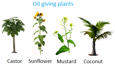Do You Know: Plants gives us support to live