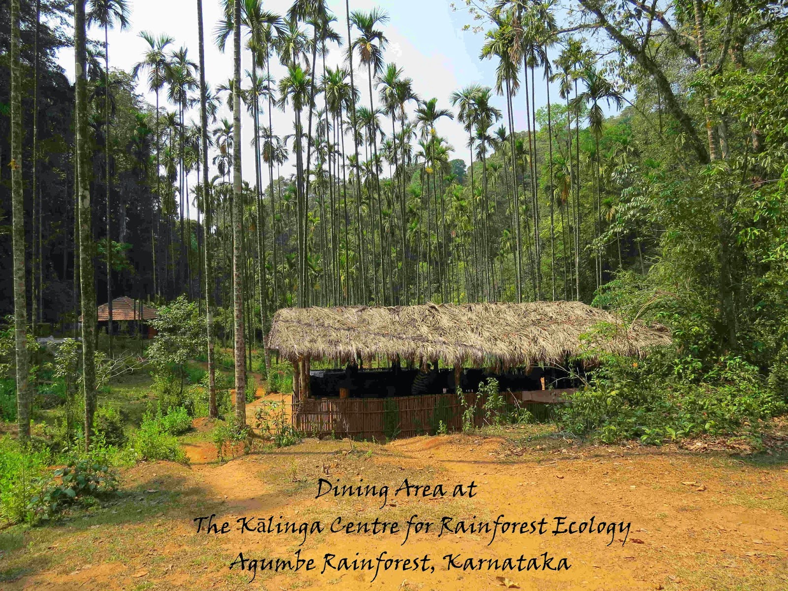 Agumbe Rain Forest Visit in Search of King Kobra at Kalinga Center for ...