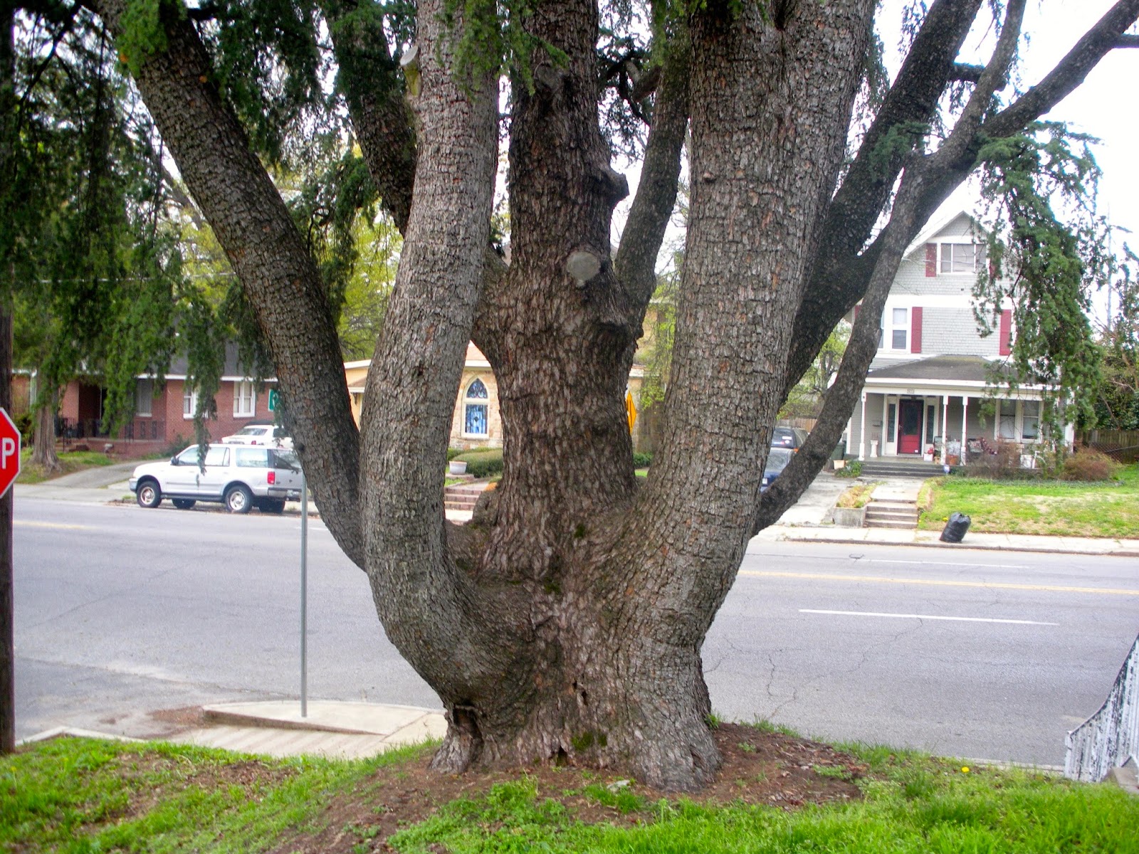 Memphis Trees: April Comes to Memphis