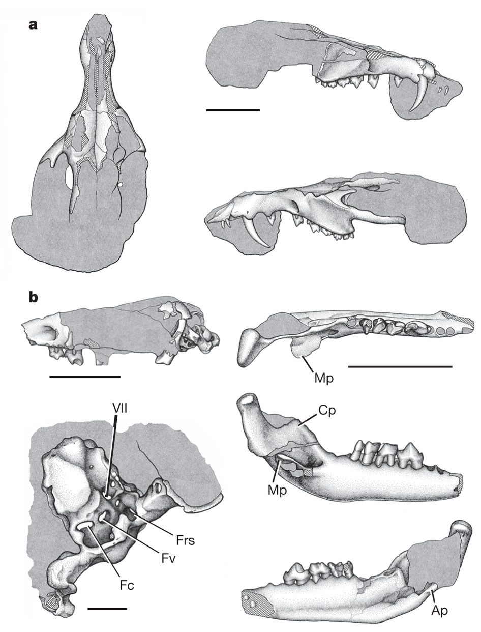 Escenarios prehistóricos: Cronopio