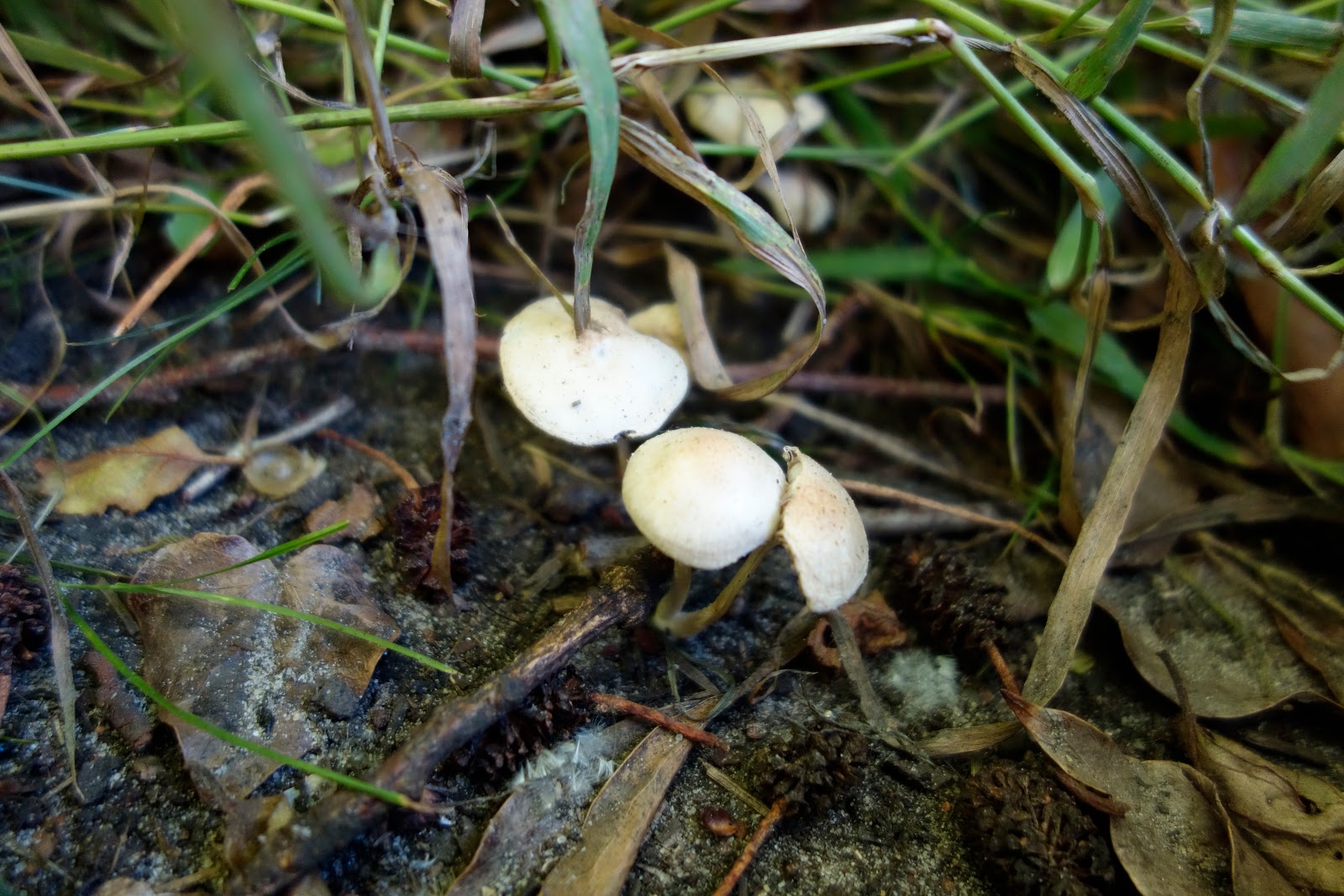Misidentifying Fungi: Summer Fungi at Burton & Chingford Ponds