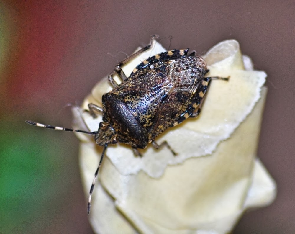 French wildlife and beekeeping: Mottled Shieldbug