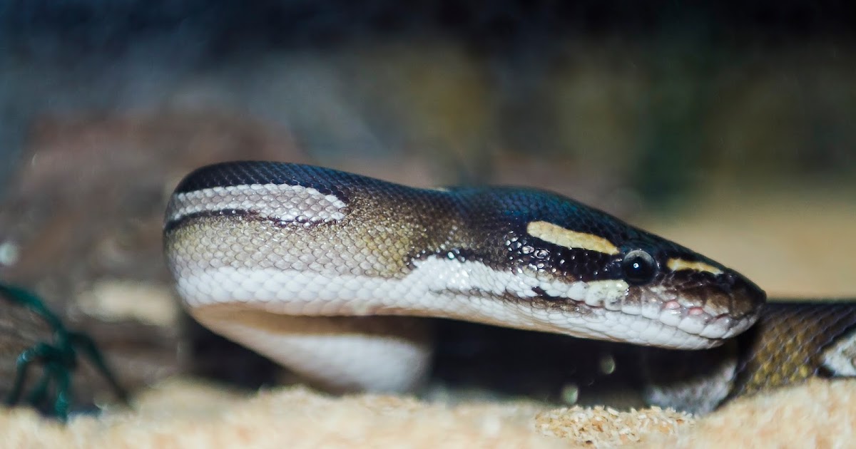 Reptimages - la passion des reptiles