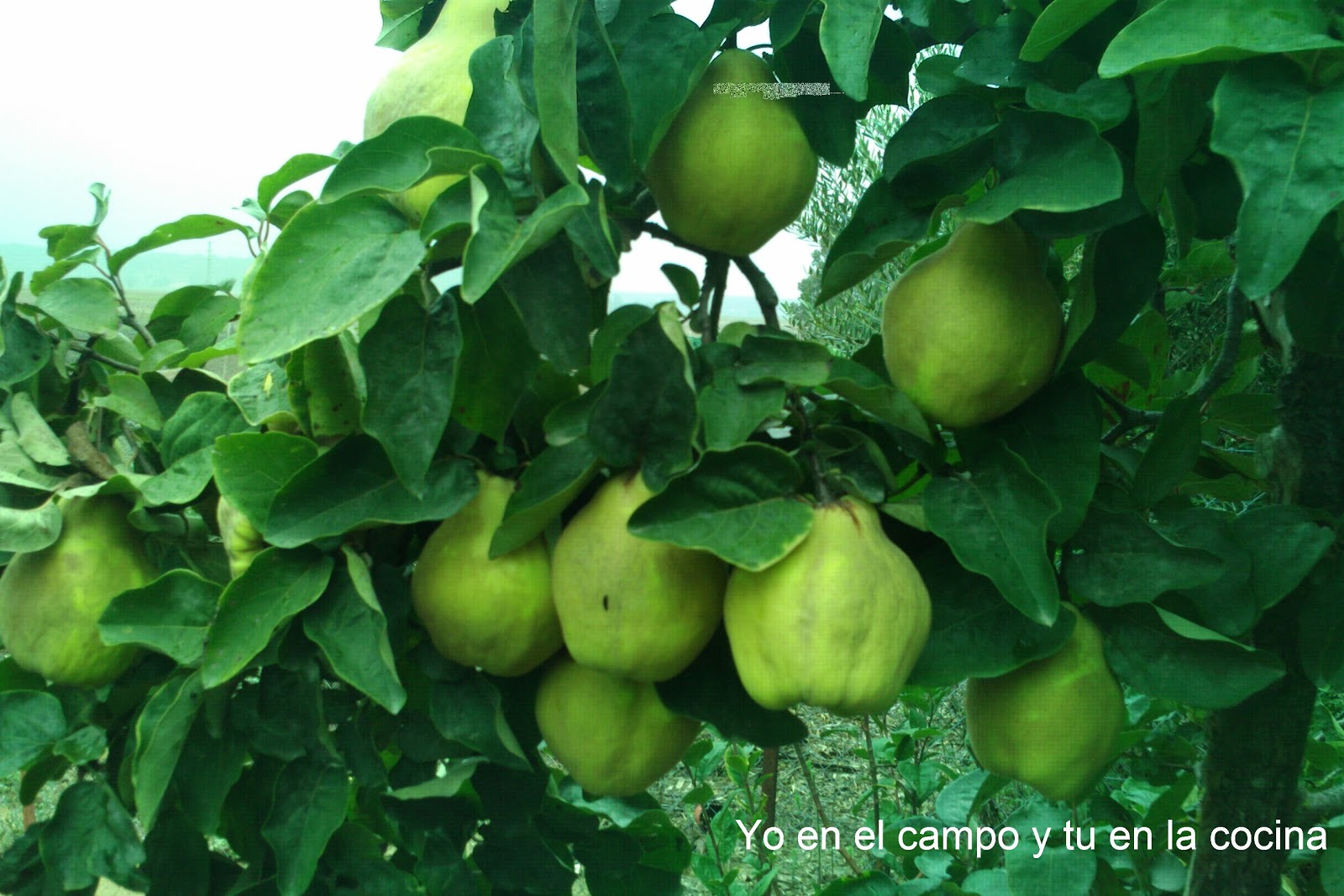 Yo en el campo y tú en la cocina: Zamboas y membrillos