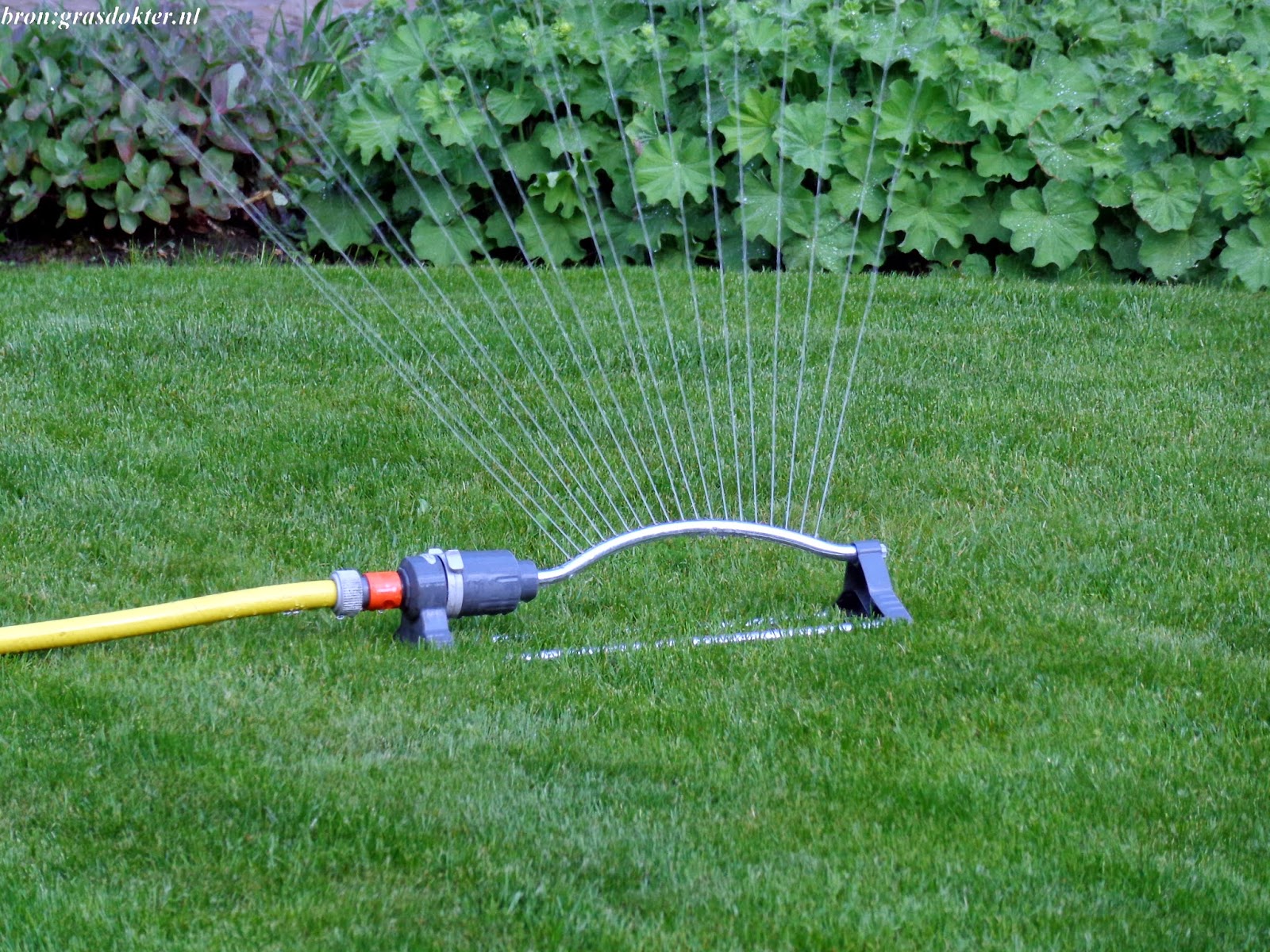 De Grasdokter: Wanneer moet je het gras sproeien en hoeveel