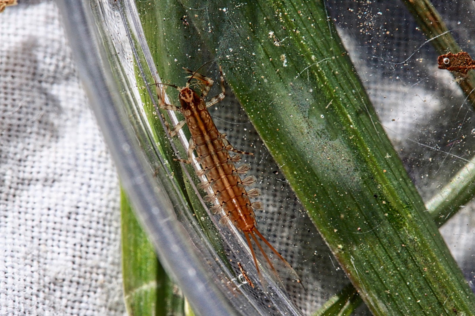 Aquatic Insects of Central Virginia: 2017