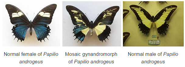 有邊讀邊學生物英文 English for Biology Majors: 【大家來猜/拆字】gynandromorph是什麼？