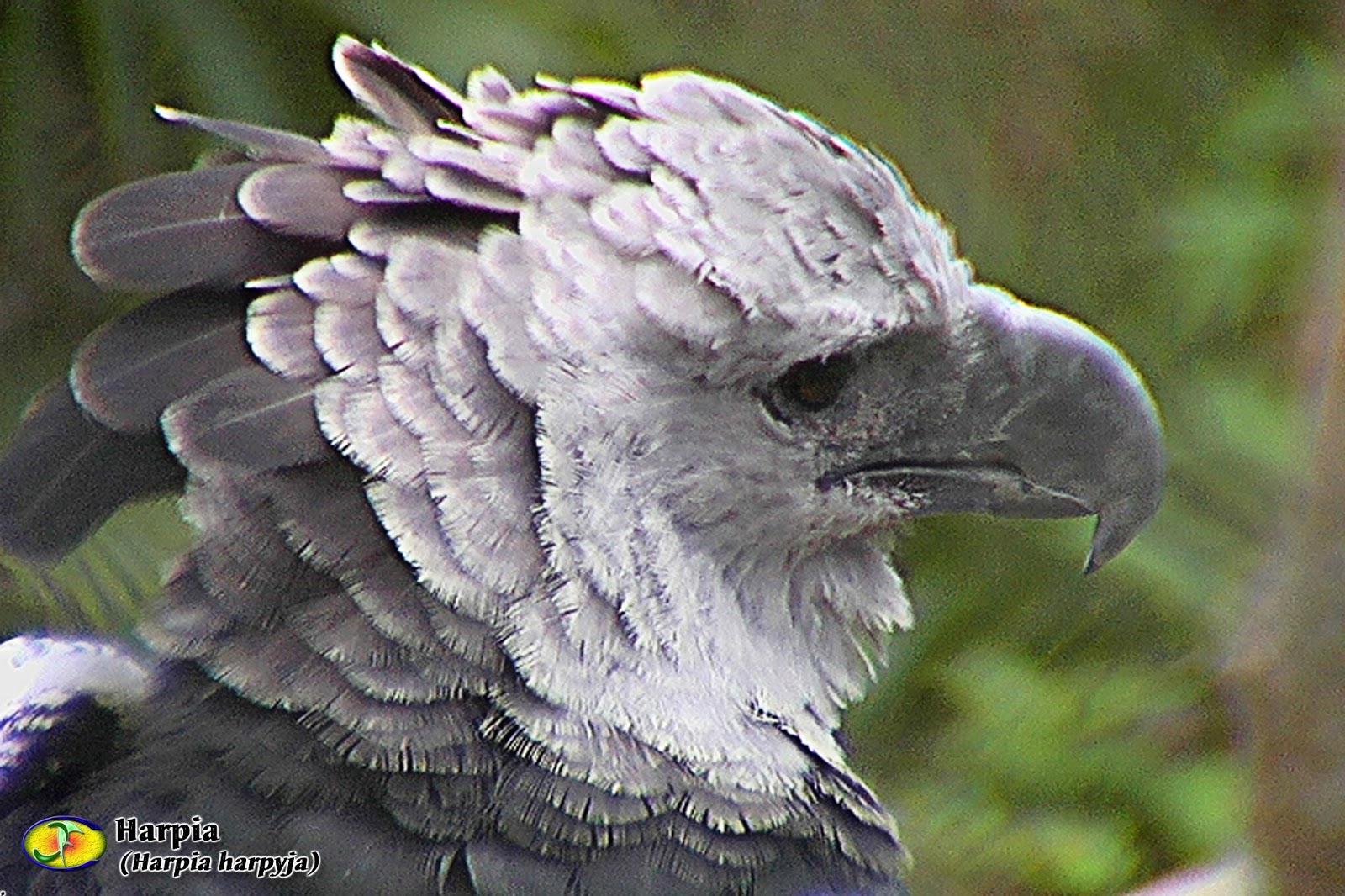 ORNITOLOGIA: Harpia (harpia harpyja)