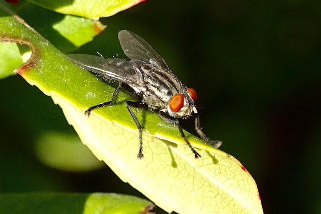 SANTIMETALIA FOTOGRAFÍAS DE MOSCAS METÁLICAS: MOSCAS VERDES Y MOSCAS AZULES