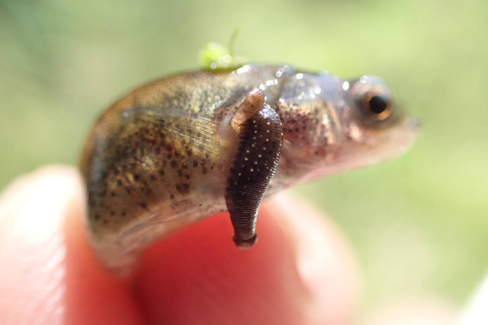 A bunch of suckers | Sussex Wildlife Trust