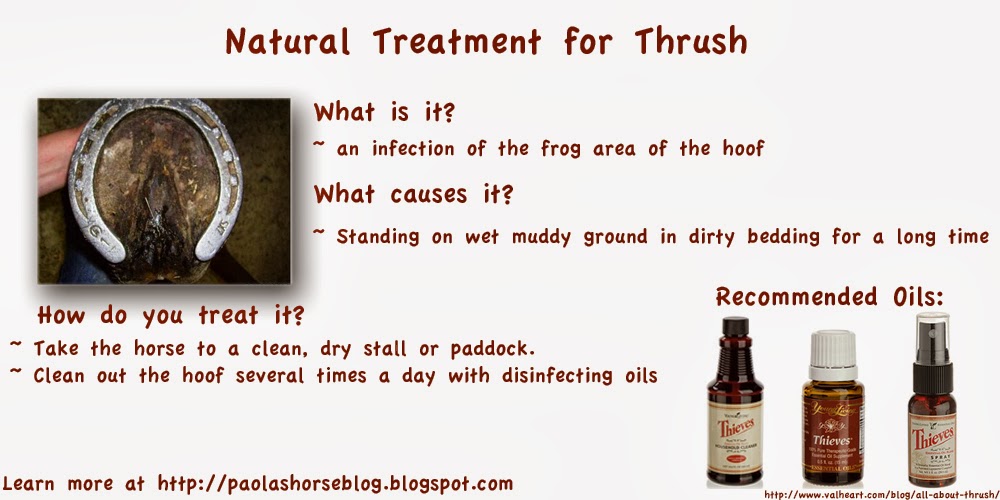 The Aspiring Equestrian: Natural Treatments for Thrush