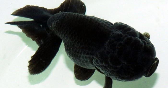 金魚&水族快訊Goldfish & Aquarium Messages: 有頭幅及尾張的黑泰壽(The black Thai ranchu ...