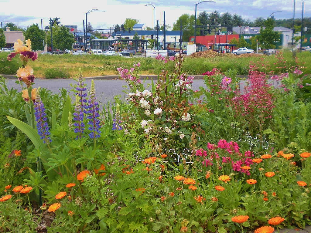 Urban Landscape, Native Landscape: May in Seattle