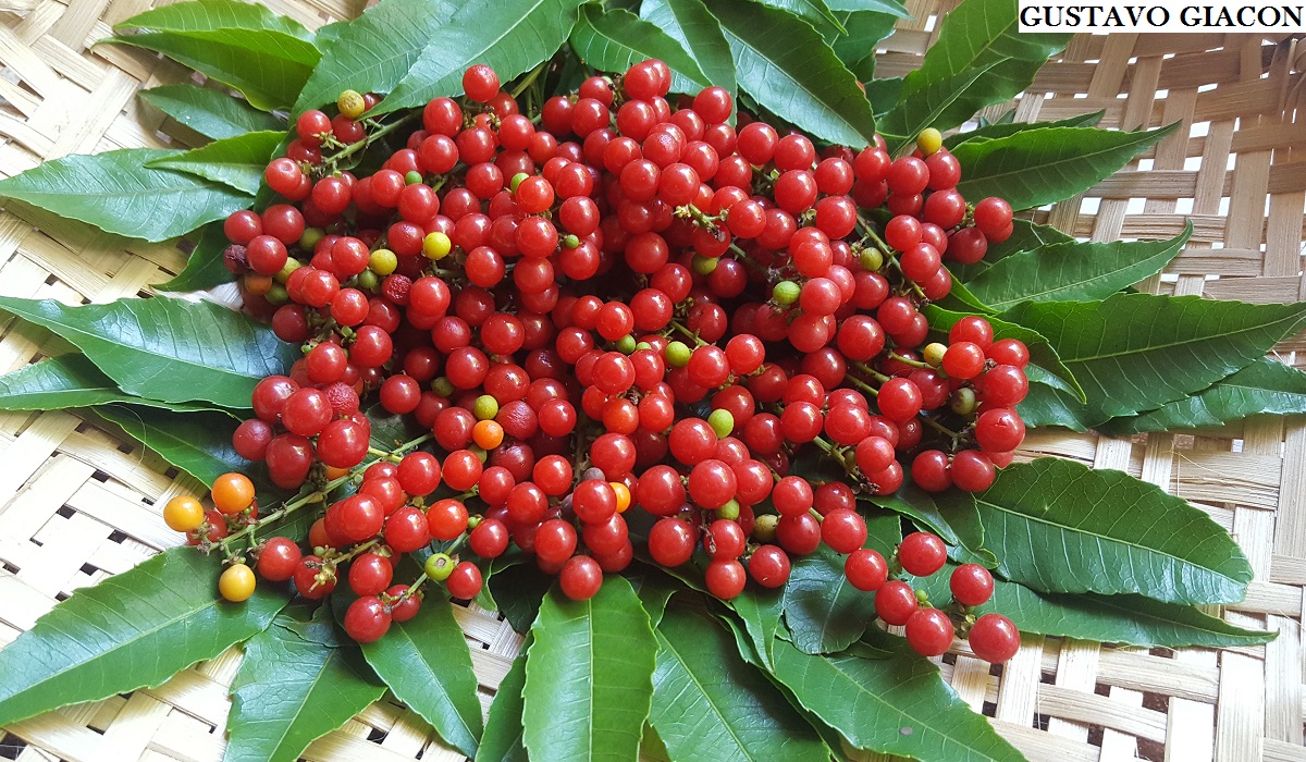 Viveiro Ciprest - Plantas Nativas e Exóticas: Chal-Chal ( Alophylus ...