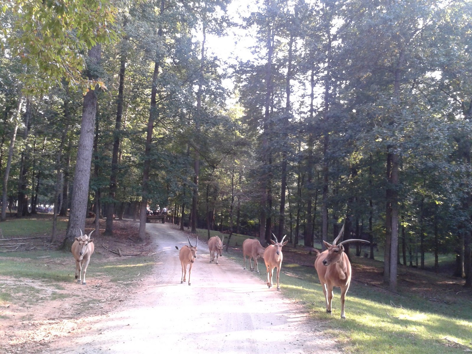 My First Time: Lazy 5 Ranch In Mooresville ~ Grown People Talking