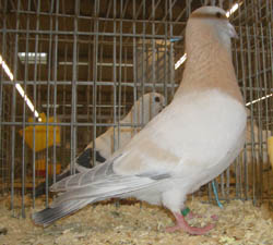 Basra Dewlap | BD PIGEONS