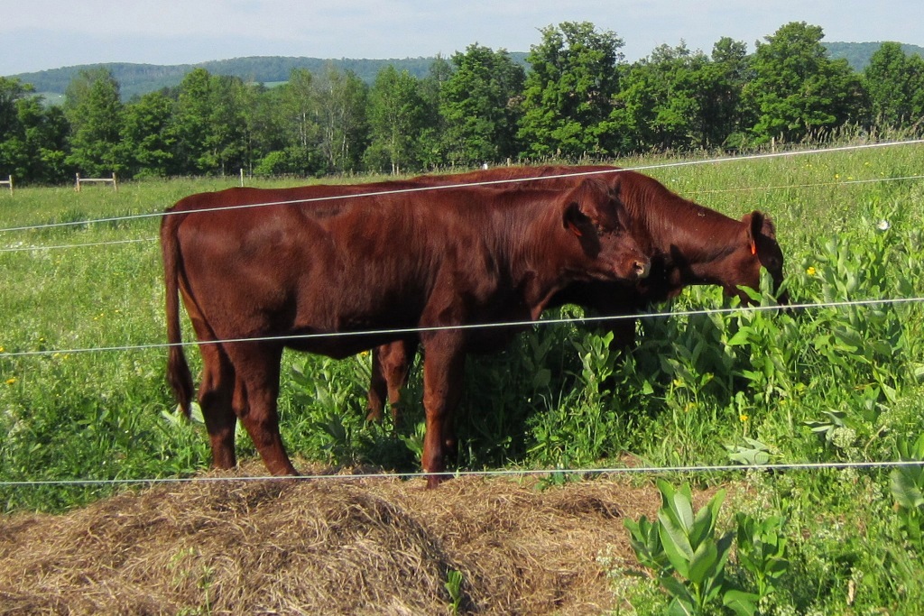 Windswept Adventure: Red Poll Cattle In New York State