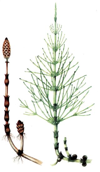 monument-of-beauty.blogspot.com: MOJA DOMOWA WCIERKA DZIAŁA NA WYPADANIE!!!