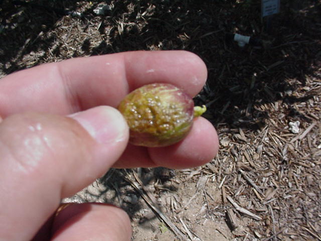 Xtremehorticulture of the Desert: Nectarine Fruit Scarring Due to ...