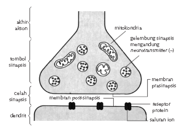 Education: SISTEM REGULASI PADA MANUSIA