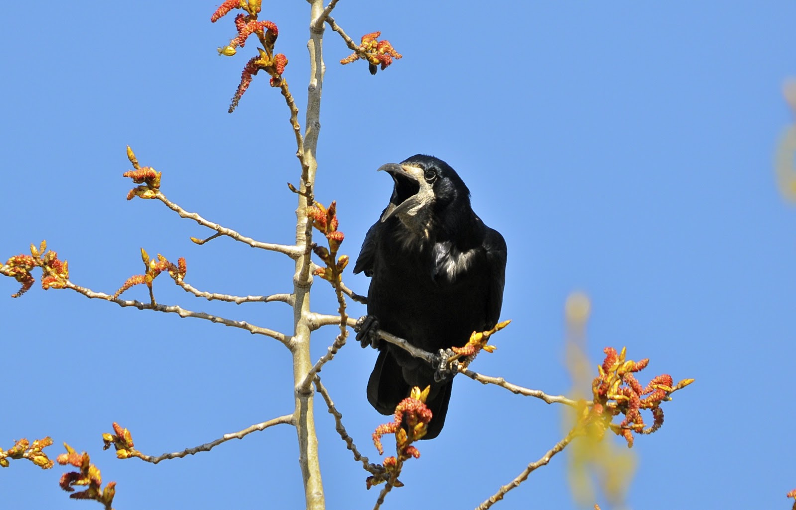 EL NIDO DEL XUAN: LA GRAJA. (Corvus frugilegus)