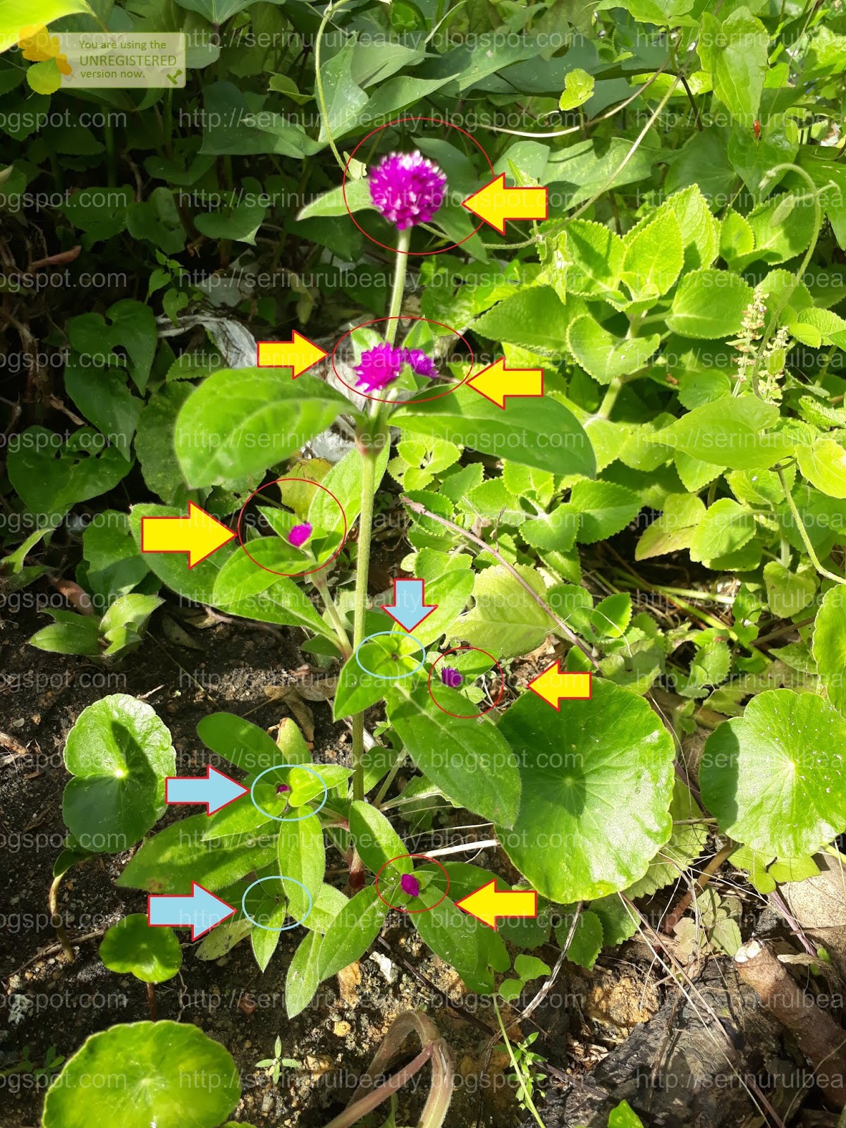 Healthy Nurul Beauty: The abundance flowers from 1 of my globe amaranth ...